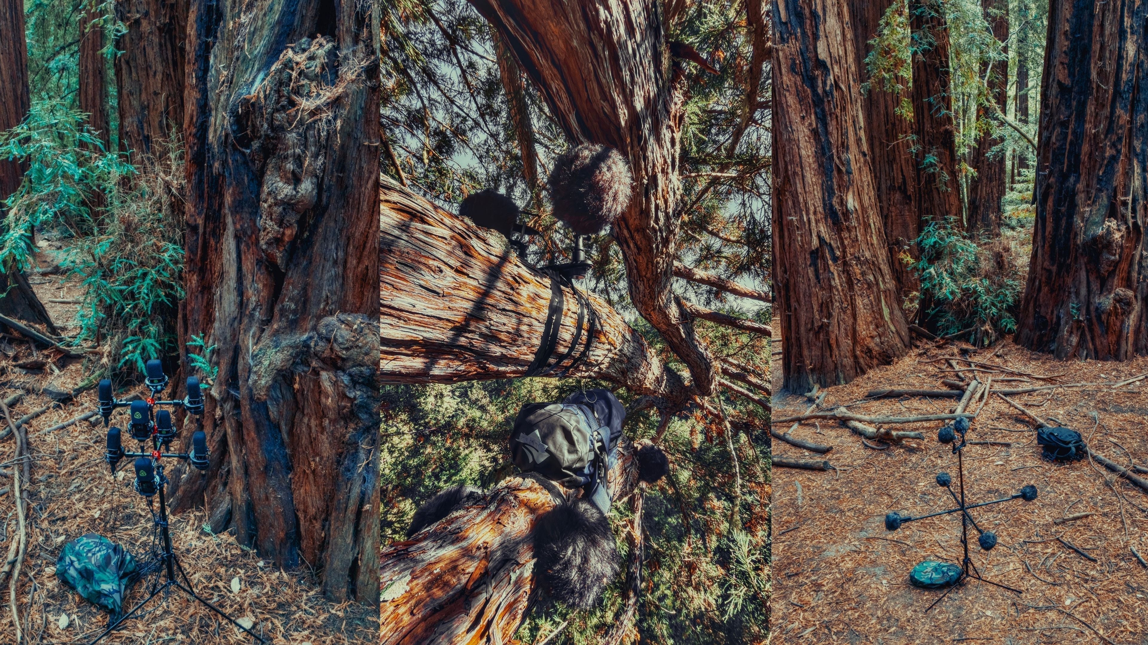 3D Immersive Microphone Arrays – Thomas Rex Beverly Audio