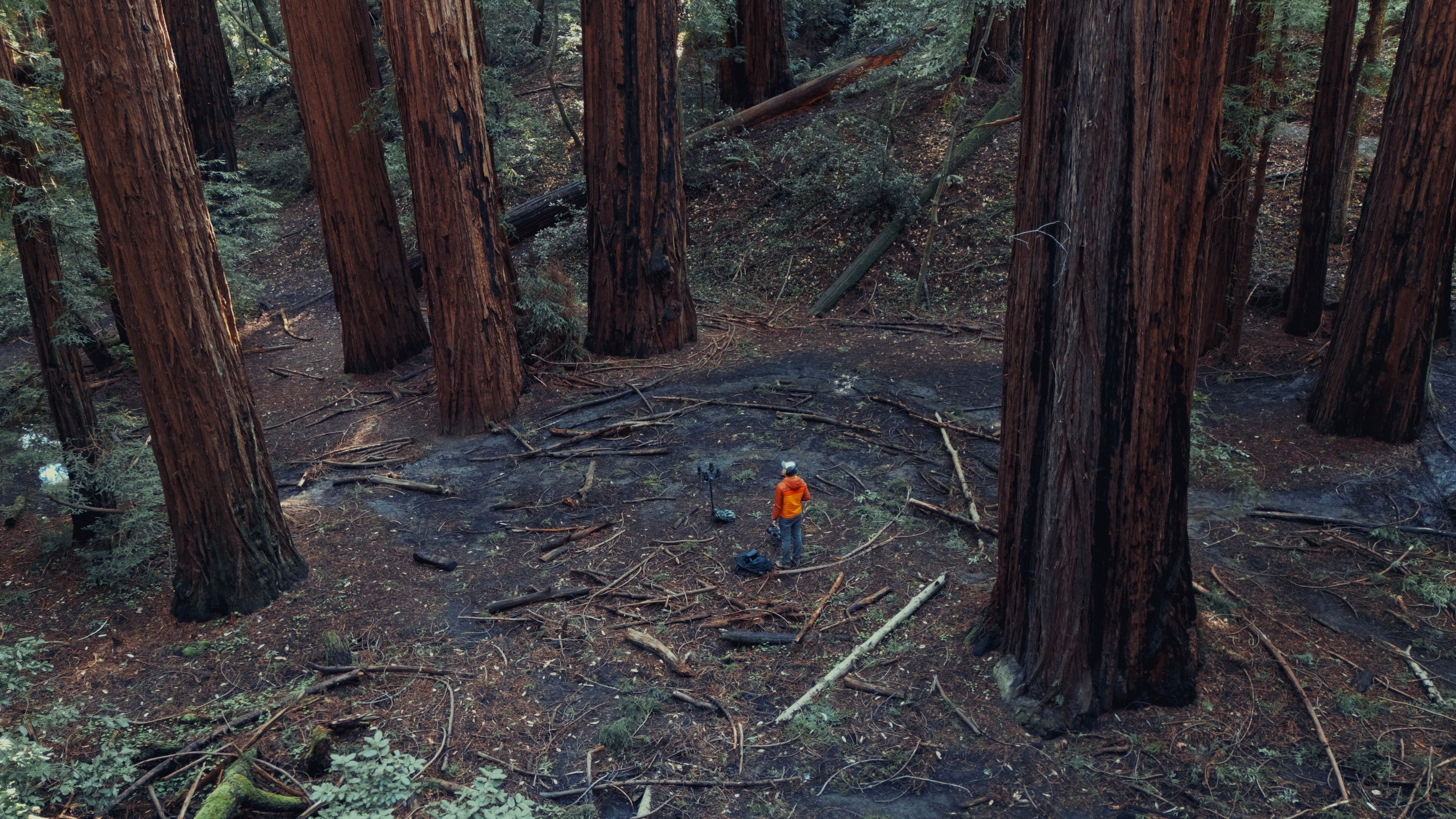 2024 Redwoods Climbing Expedition – Thomas Rex Beverly Audio