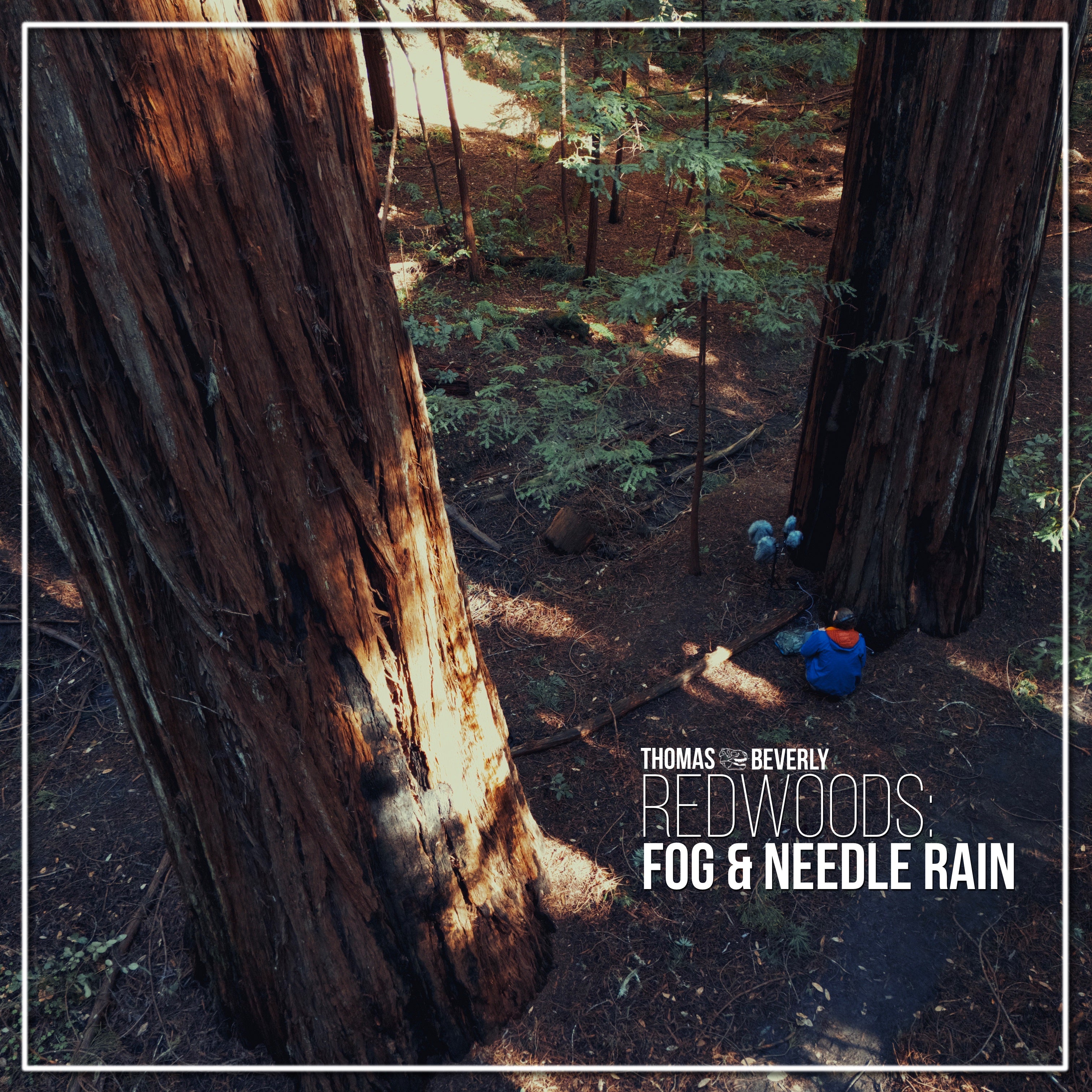 AMB86 Redwoods: Fog and Needle Rain – Thomas Rex Beverly Audio
