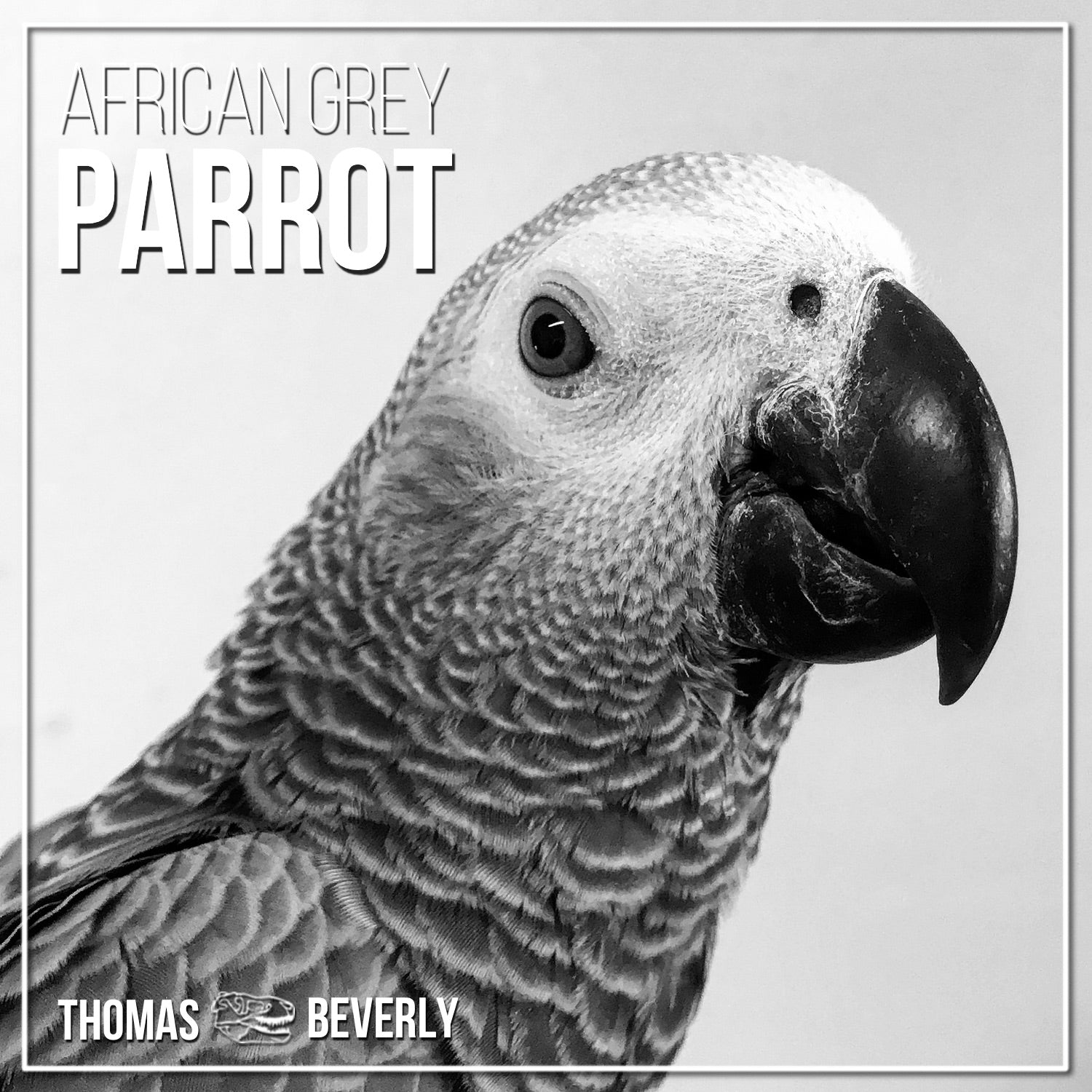 African Grey Parrot Drawing