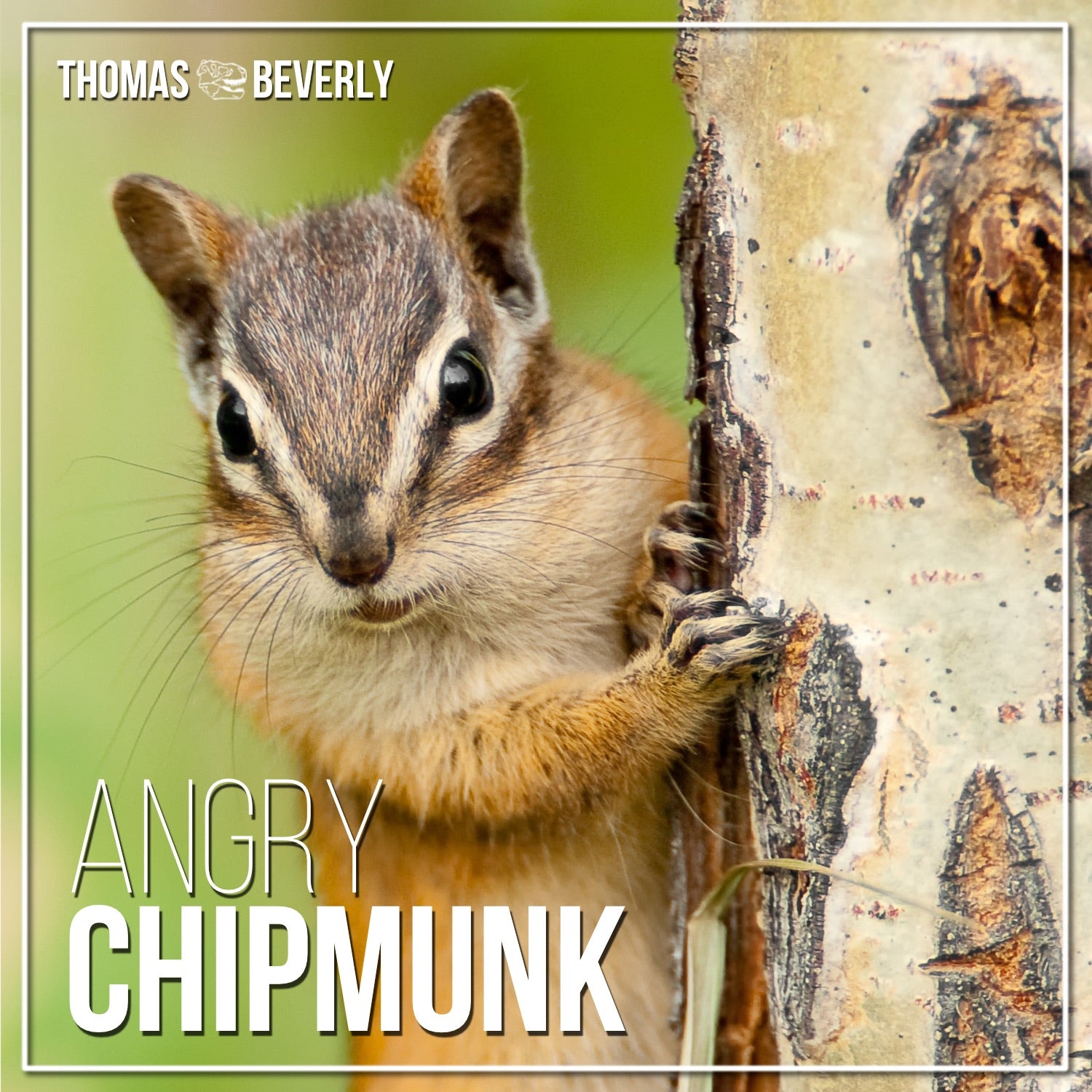 SD26 Angry Chipmunk – Thomas Rex Beverly Audio