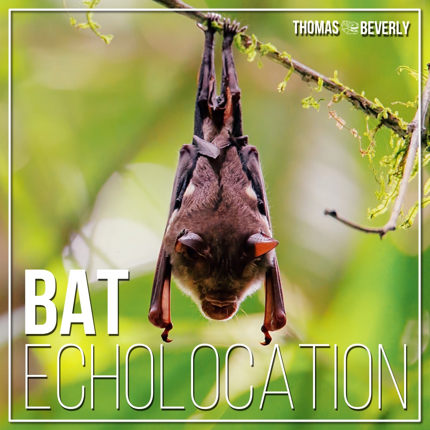 SD23 Bat Echolocation – Thomas Rex Beverly Audio