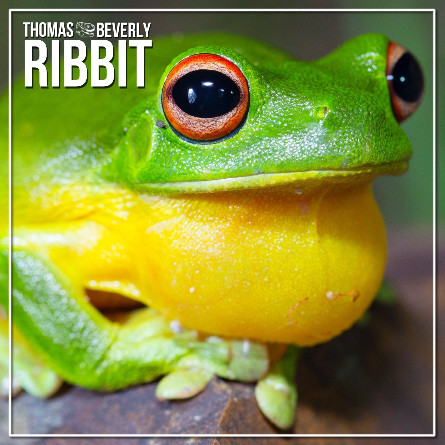 AMB34 Ribbit – Thomas Rex Beverly Audio